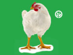 matured healthy live broiler chicken for you