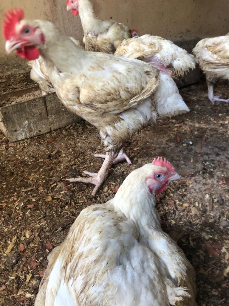 Live Broiler Chicken Wholesale Hormone-Free Chicken 8-9 weeks - JMeggro