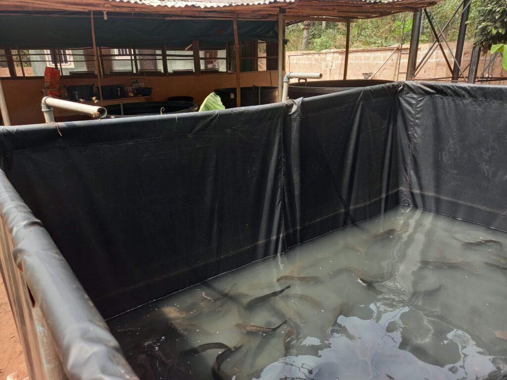 Behind the Scenes at JMeggro Farms: The Journey of Our Catfish from ...